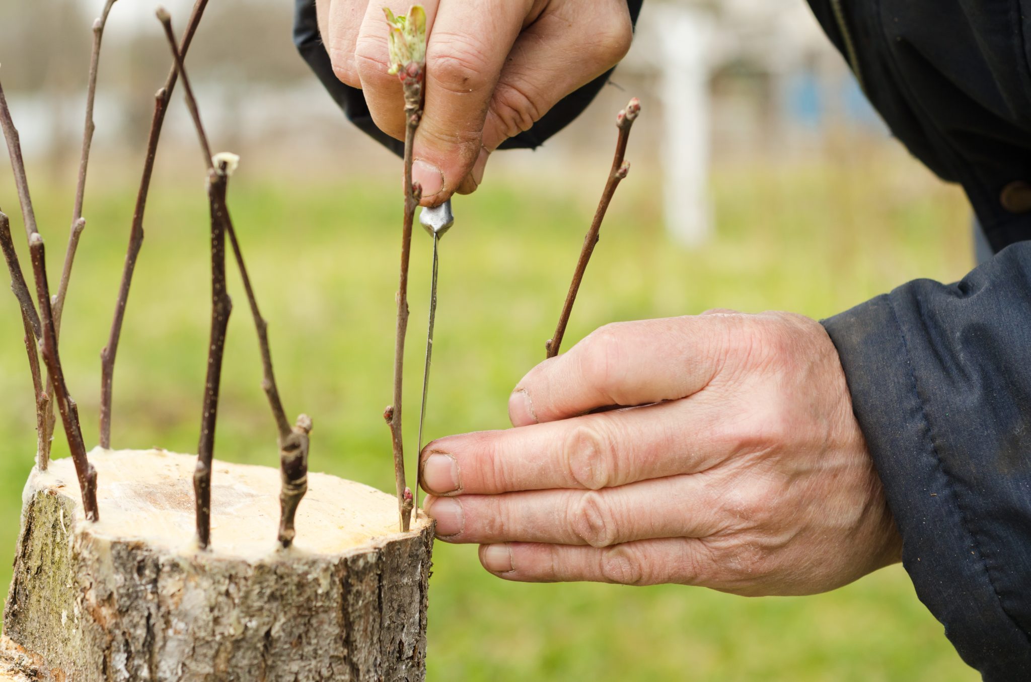 #1 Trusted Tree Cabling and Bracing in Milwaukee, Wisconsin